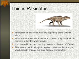 Whale Evolution | PPT