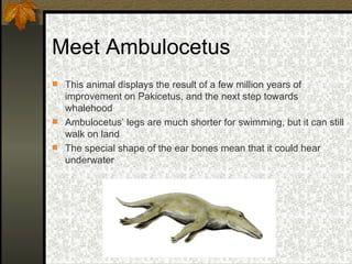 Whale Evolution | PPT