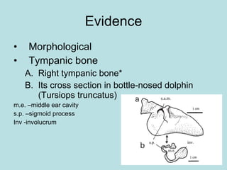 Whale evolution | PPT