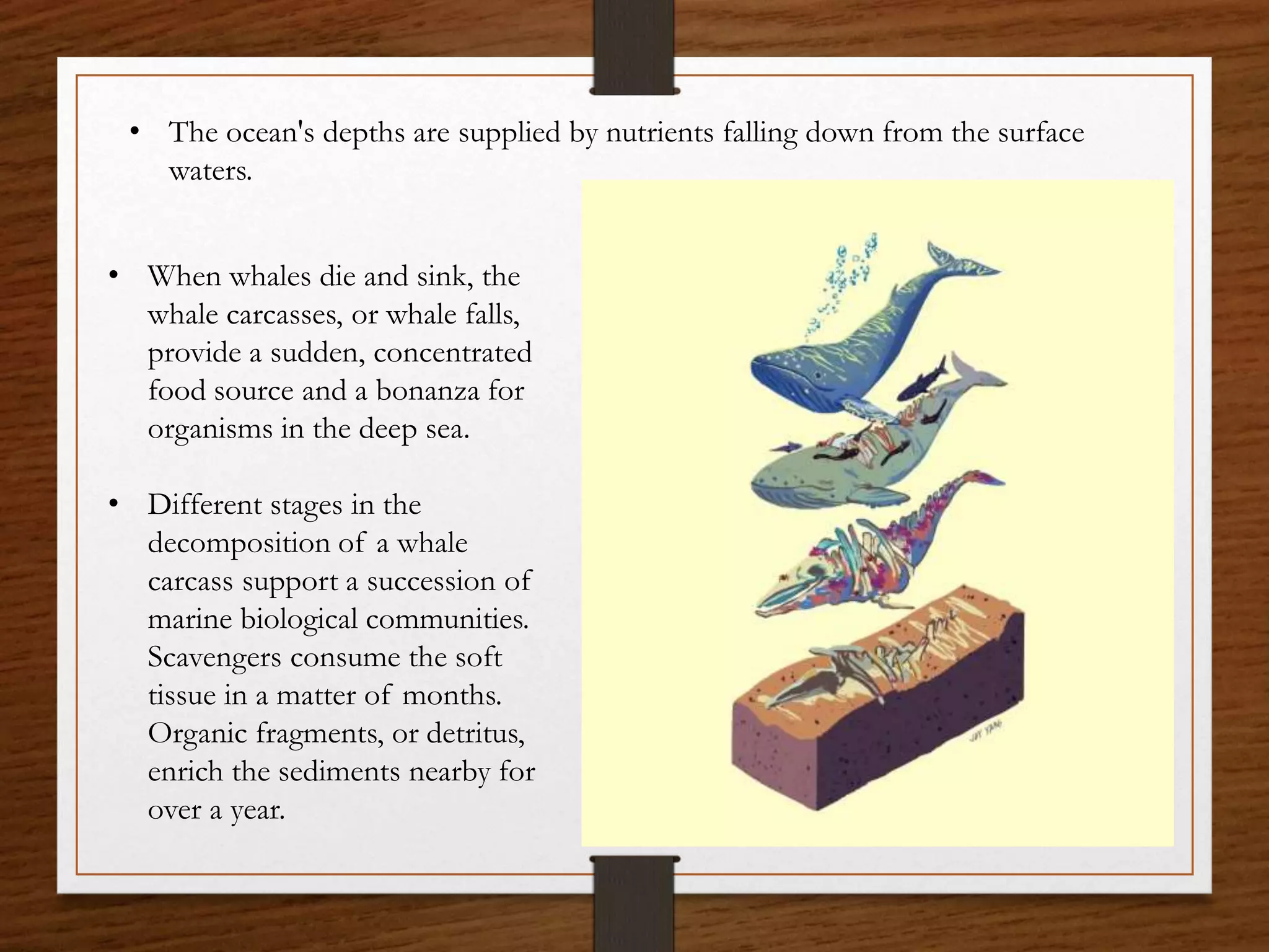 Whale falls ecosystem and their importance | PPT