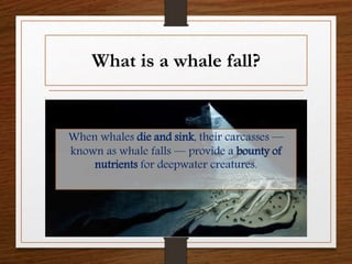 Whale falls ecosystem and their importance | PPT