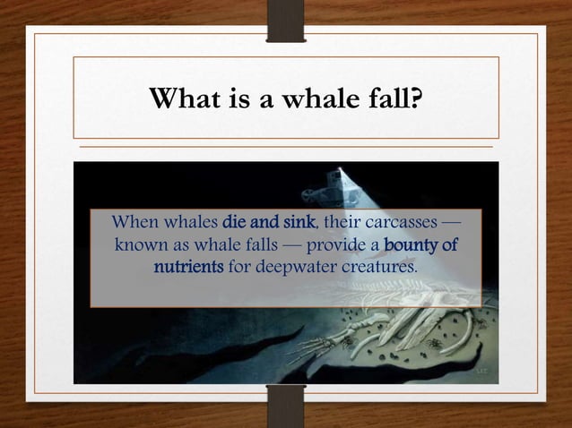 Whale falls ecosystem and their importance | PPT