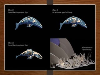 Whale falls ecosystem and their importance | PPT