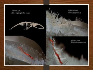 Whale falls ecosystem and their importance | PPT