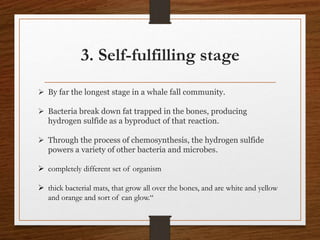 Whale falls ecosystem and their importance | PPT