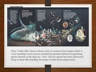 Whale falls ecosystem and their importance | PPT