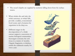 Whale falls ecosystem and their importance | PPT