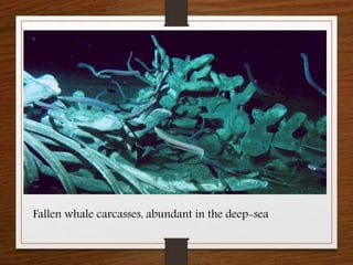 Whale falls ecosystem and their importance | PPTX