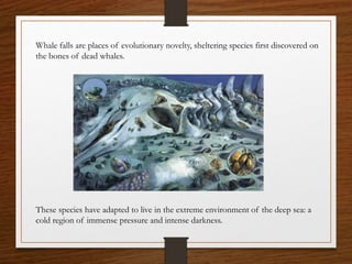 Whale falls ecosystem and their importance | PPT