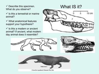 Whale fossils and evolution | PPT | Geology | Science