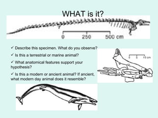 Whale fossils and evolution | PPT | Geology | Science