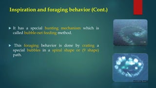 Whale optimizatio algorithm | PPTX