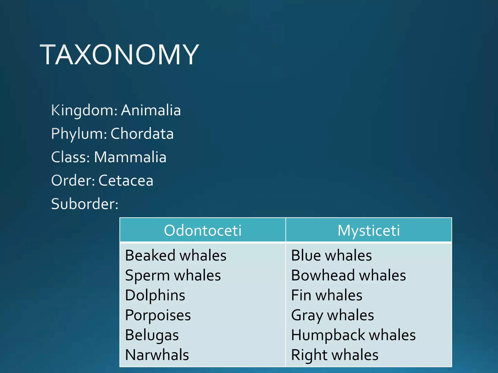 Whale reproduction | PPTX