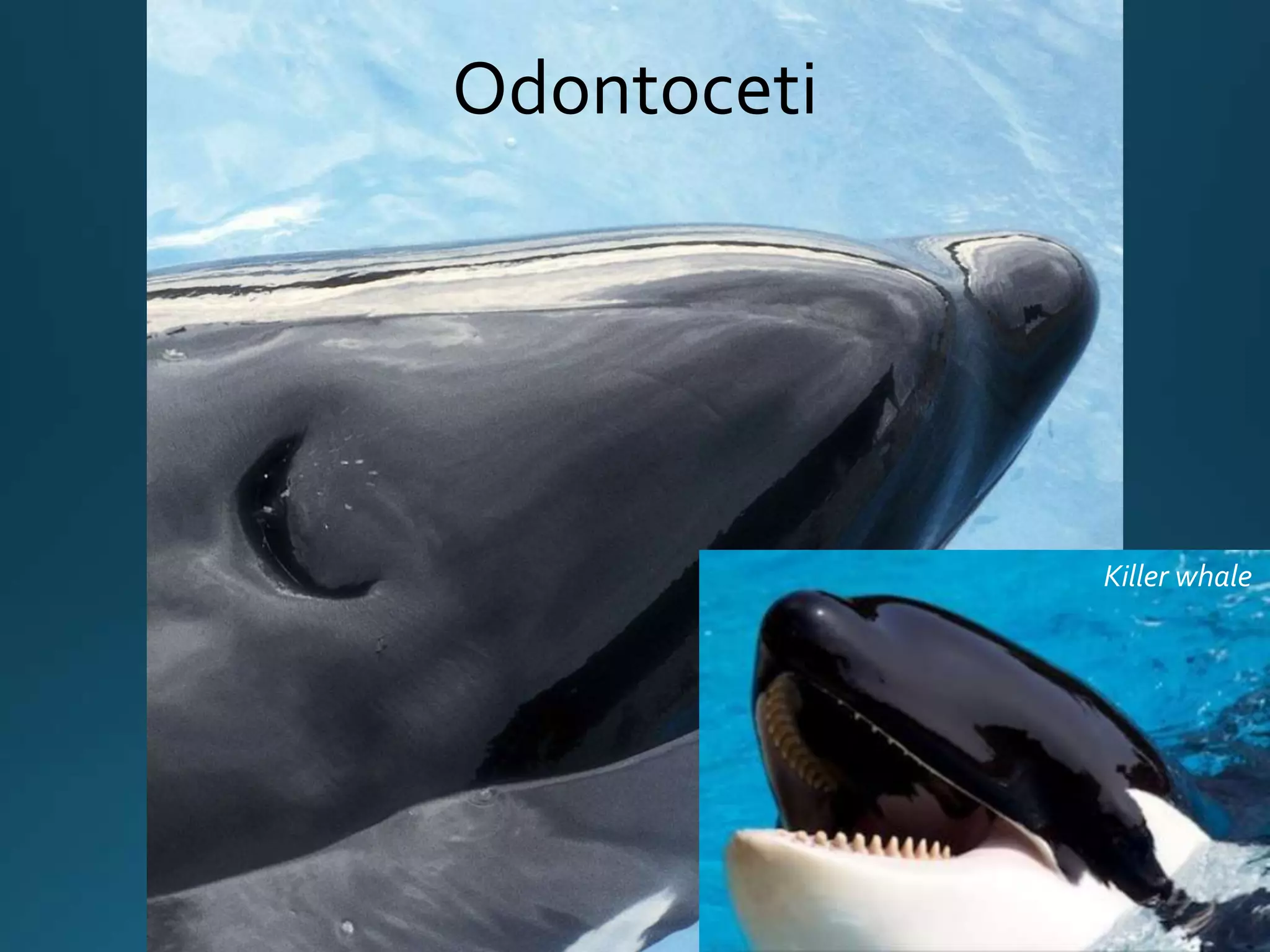 Whale reproduction | PPTX