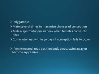 Whale reproduction | PPTX