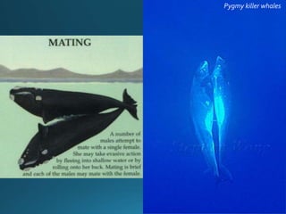 Whale reproduction | PPTX