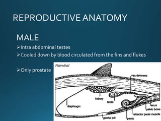 Whale reproduction | PPTX