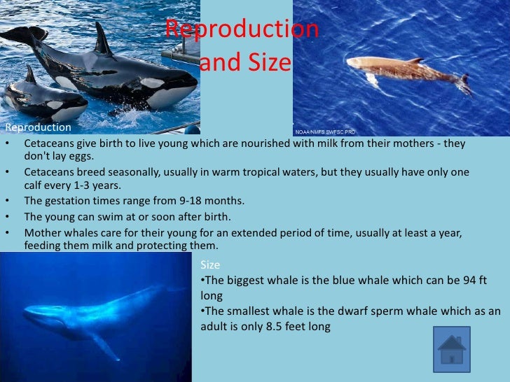 Whales