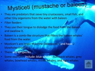 Whales | PPTX | Zoos & Aquariums | Attractions