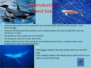 Whales | PPTX | Zoos & Aquariums | Attractions