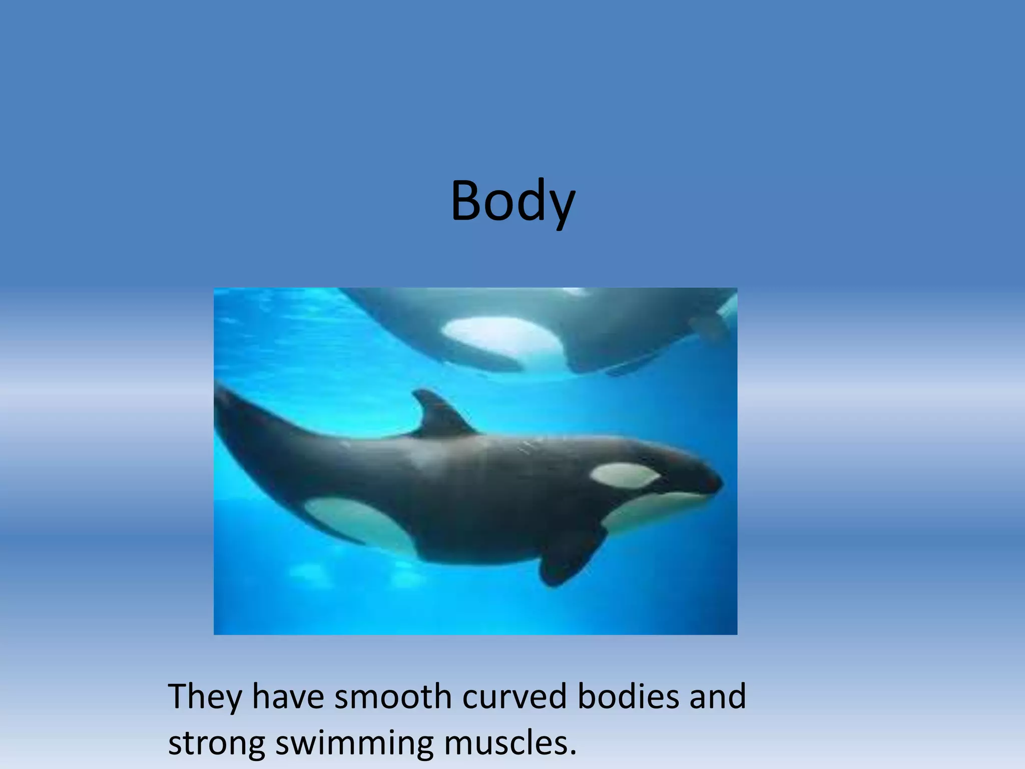 Whales | PPT