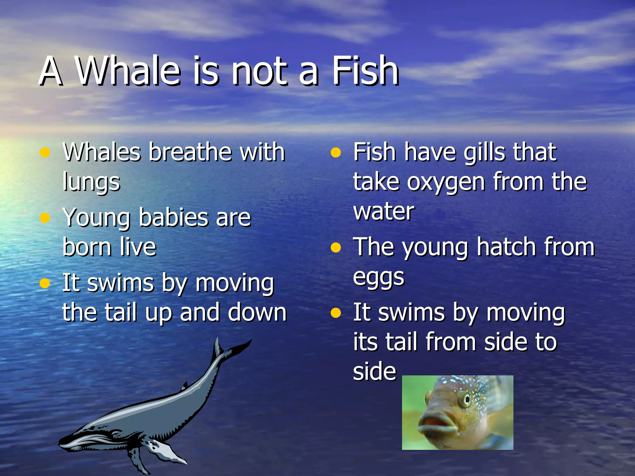 Whales | PPT