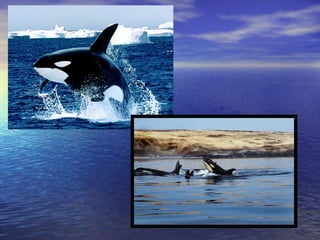 Whales | PPT