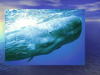Whales | PPT