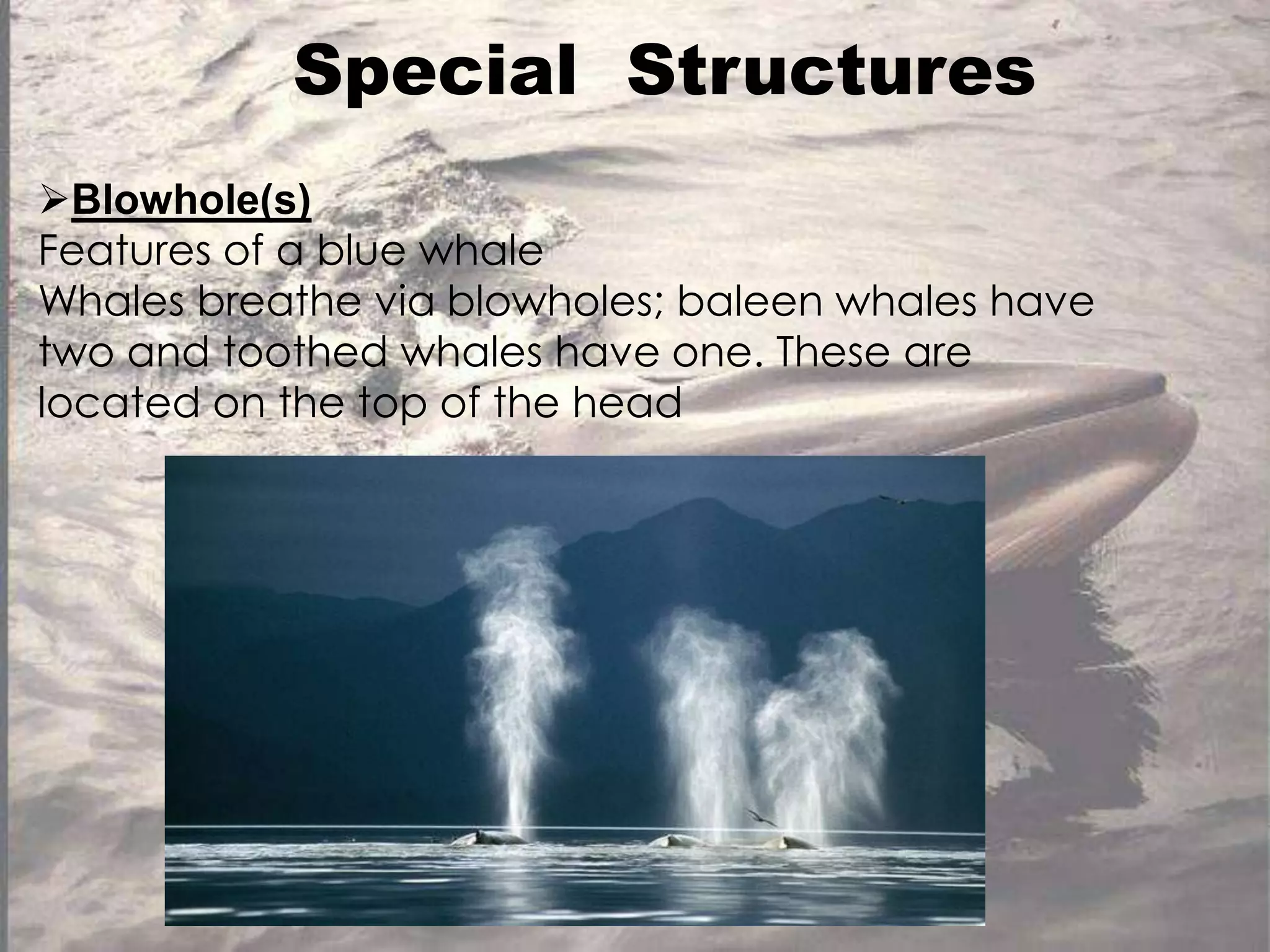 Whales.ppt | PPSX