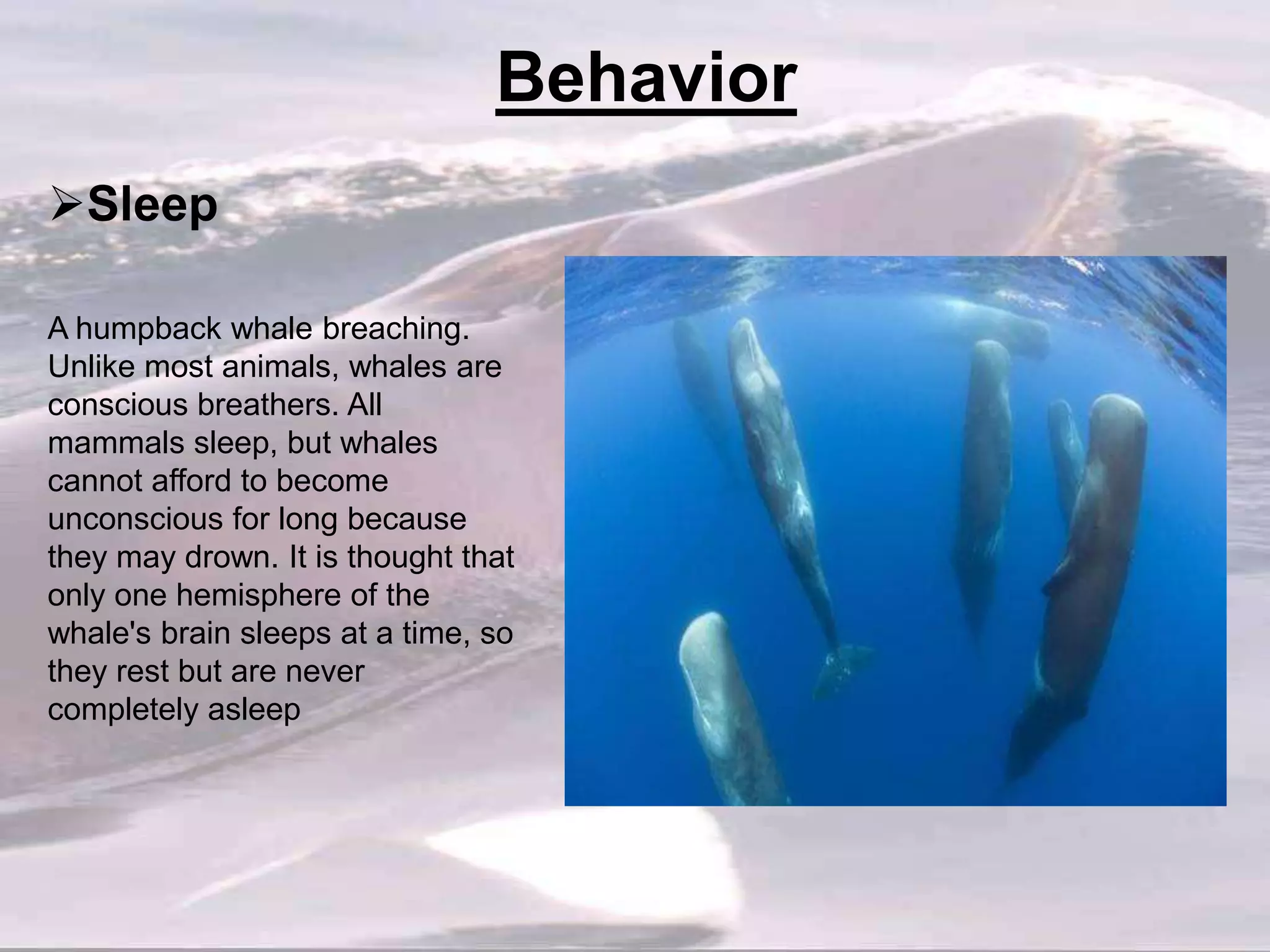 Whales.ppt | PPSX