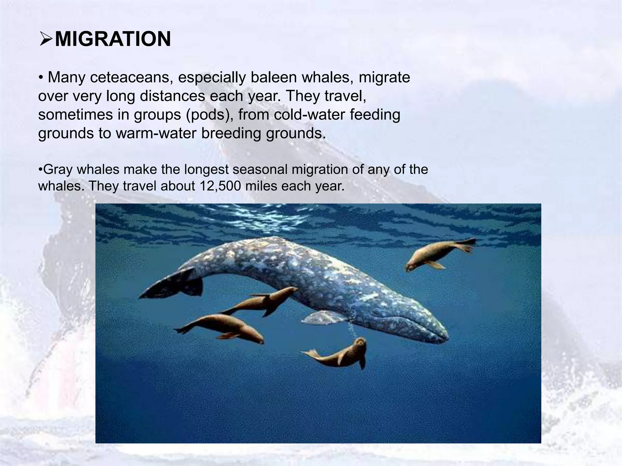 Whales.ppt | PPSX