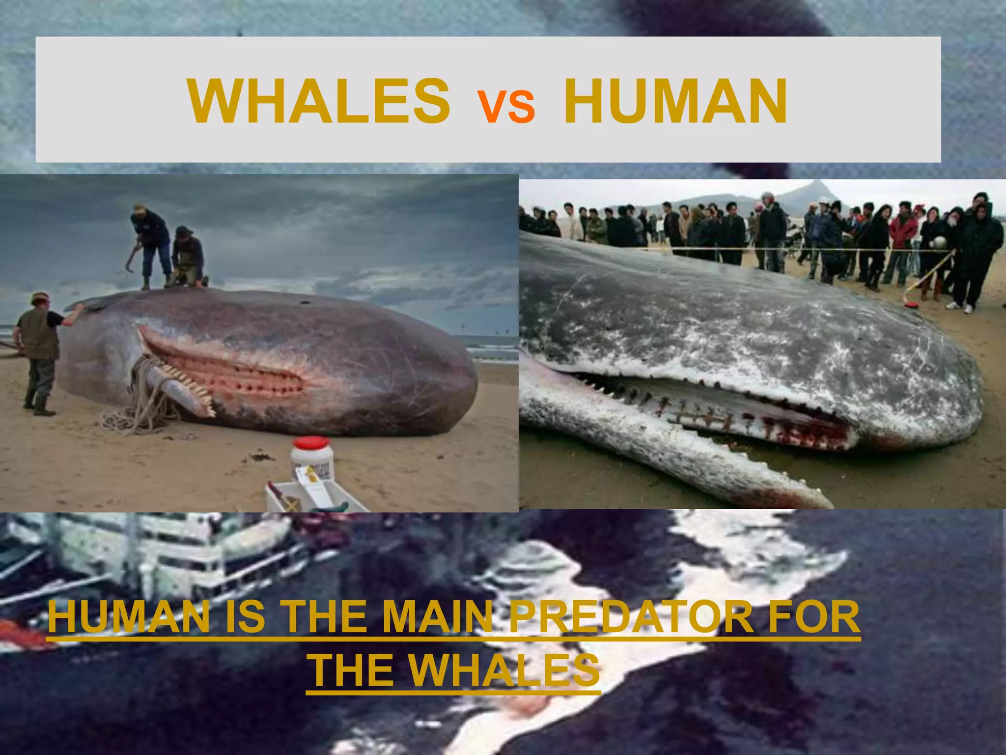 Whales.ppt | PPSX
