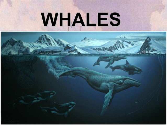 Whales.ppt | PPSX | Large Animals | Pets