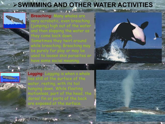 Whales.ppt | PPSX | Large Animals | Pets