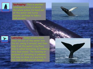 Whales.ppt | PPSX