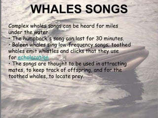 Whales.ppt | PPSX