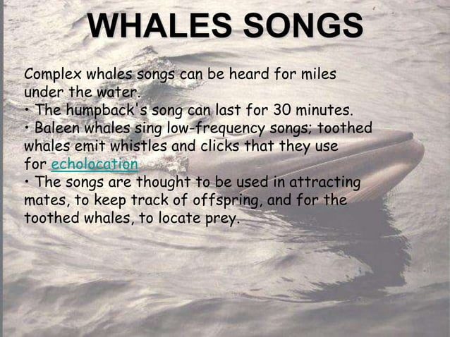 Whales.ppt | PPSX | Large Animals | Pets