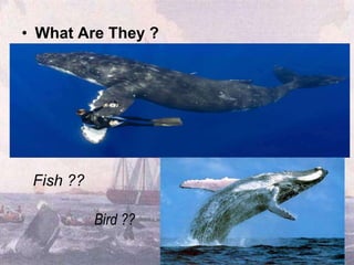 Whales.ppt | PPSX