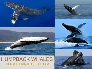 Whales.ppt | PPSX | Large Animals | Pets