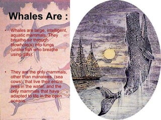 Whales.ppt | PPSX