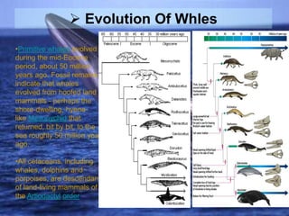 Whales.ppt | PPSX