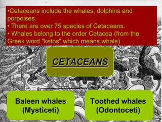Whales.ppt | PPSX
