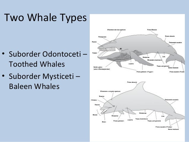 Whales