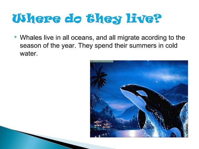 Whales | PPT