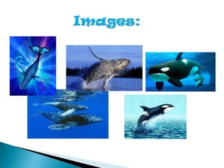 Whales | PPT