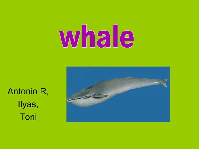 Whales ESL primary school presentation | PPT