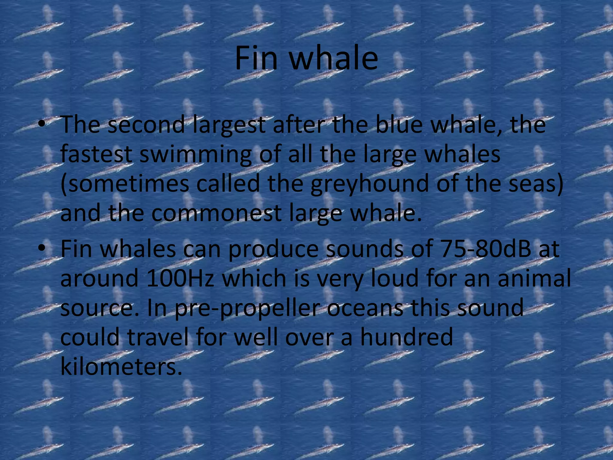 Whales | PPTX | Large Animals | Pets