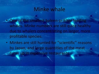 Whales | PPTX | Large Animals | Pets