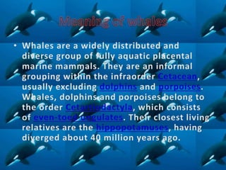 Whales | PPTX | Large Animals | Pets