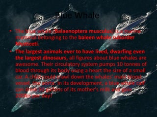 Whales | PPTX
